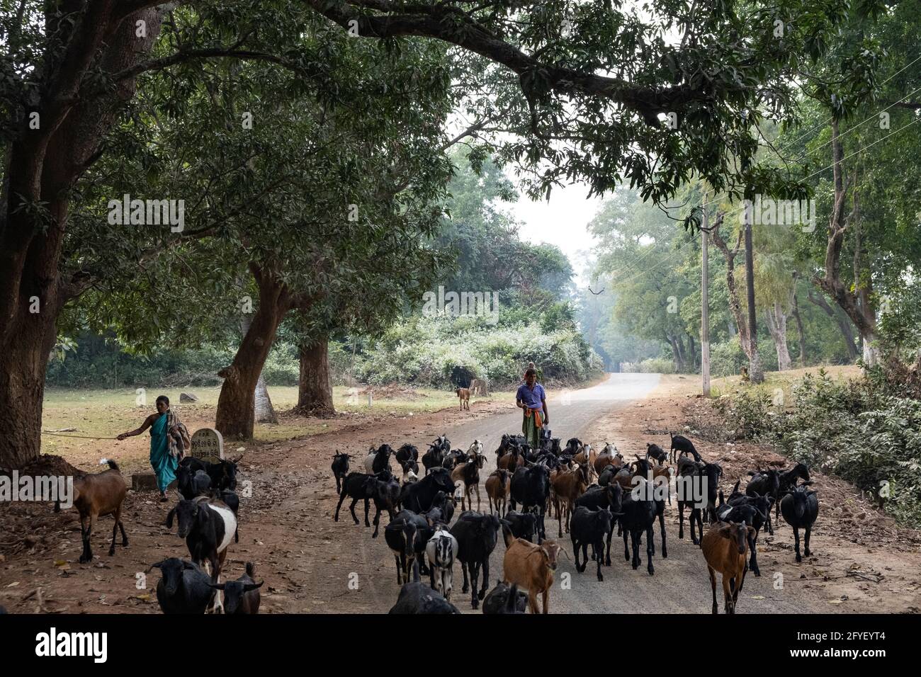 Goat herders in a rural village road in Odisha Stock Photo - Alamy