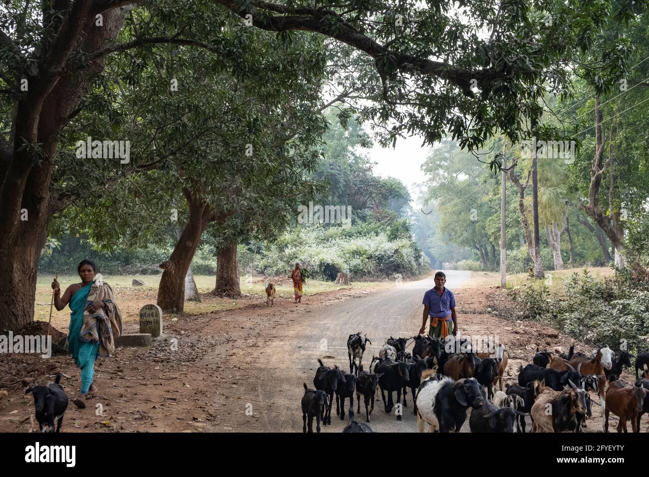 Goat herders in a rural village road in Odisha Stock Photo - Alamy