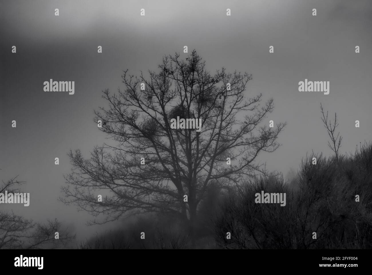 Mystical setting hi-res stock photography and images - Alamy