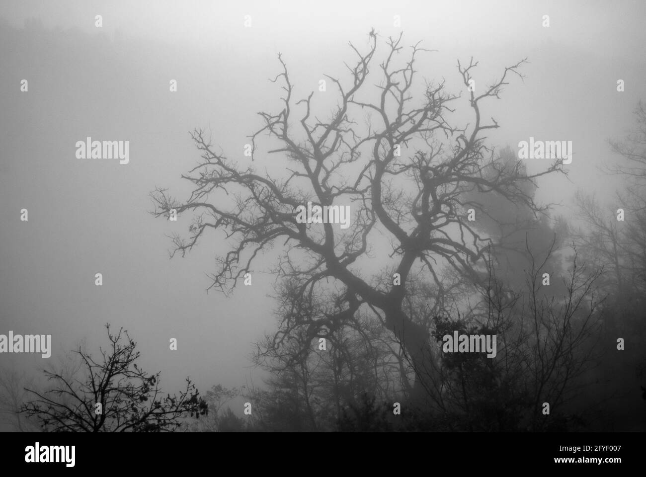 Mystical setting Black and White Stock Photos & Images - Alamy