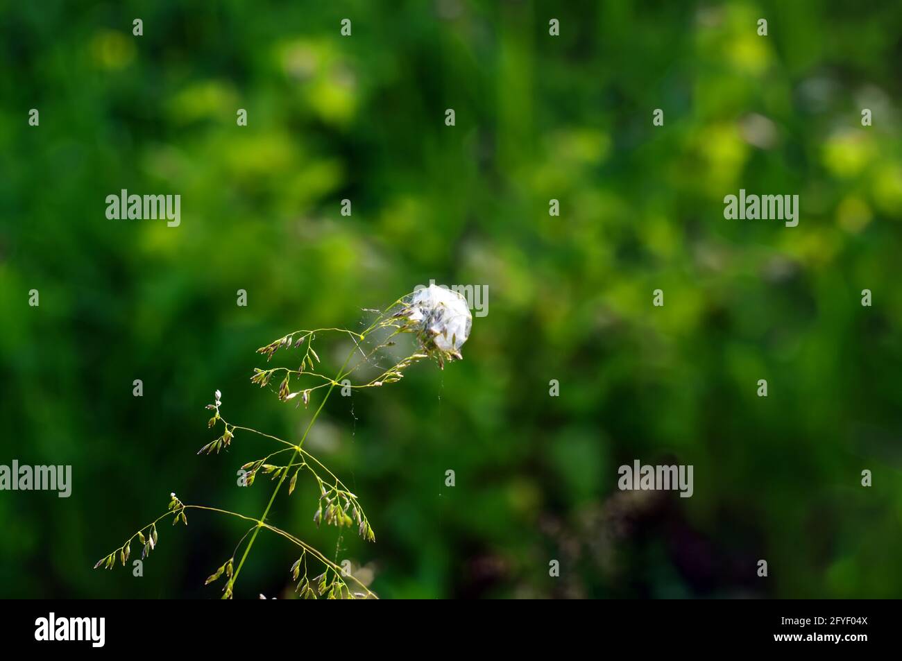 Spider web clump hi-res stock photography and images - Alamy