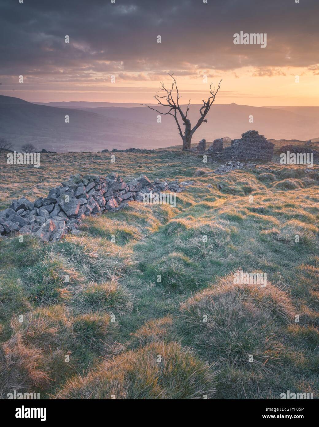 Peak district cow hi-res stock photography and images - Alamy