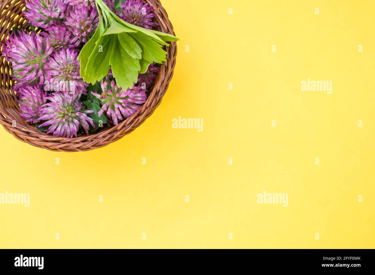 Top view of fresh red clover flowers with leaves on a basket isolated ...