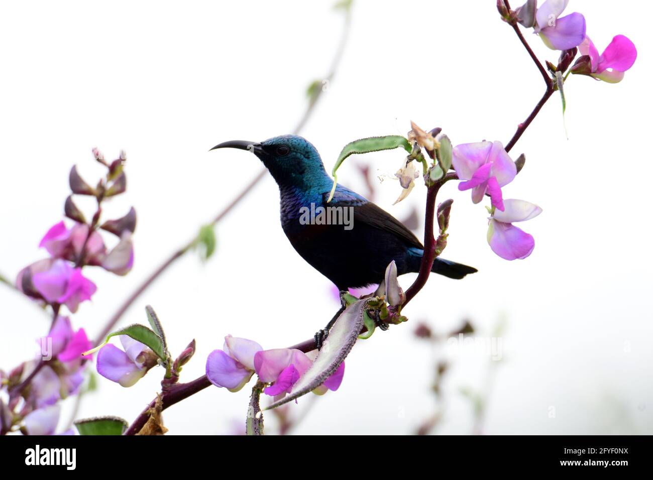 purple sunbird with the pink flowers in a white background Stock Photo ...