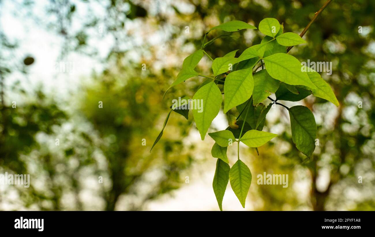 Bael Tree beautiful leaves. Also known as Bengal quince, golden apple ...