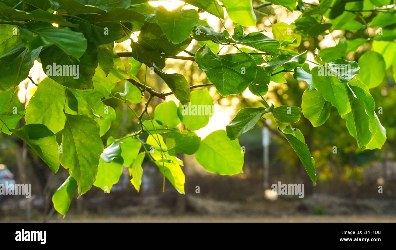 Bili patra hi-res stock photography and images - Alamy