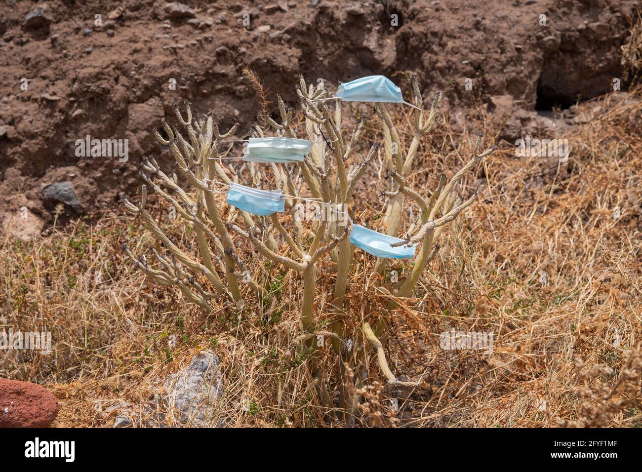 Used surgical masks were left on a cactus bush. Pollution due to face ...