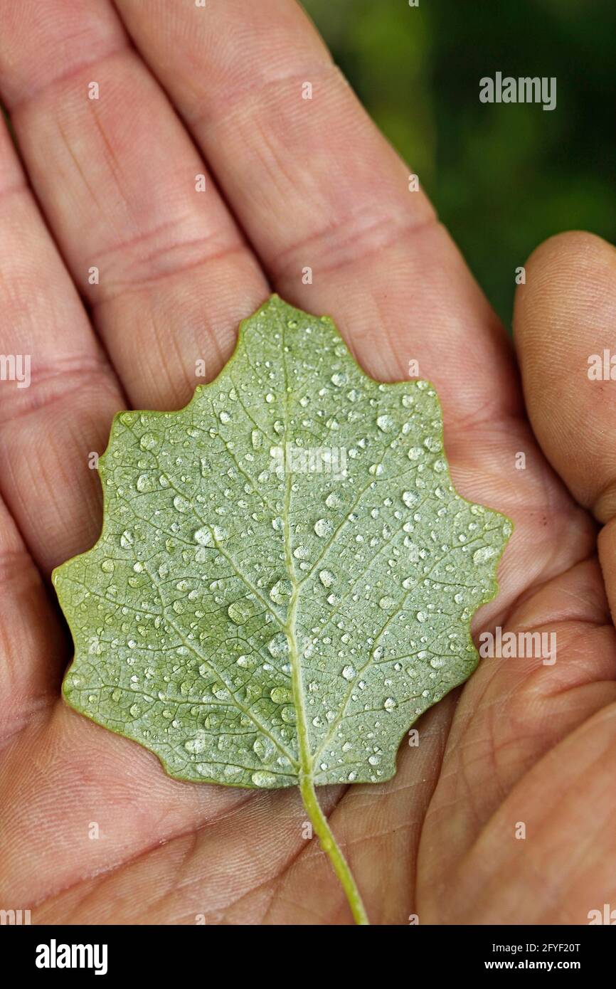 Holding a leaf of poplar with droplets. Populus alba boleana Stock ...