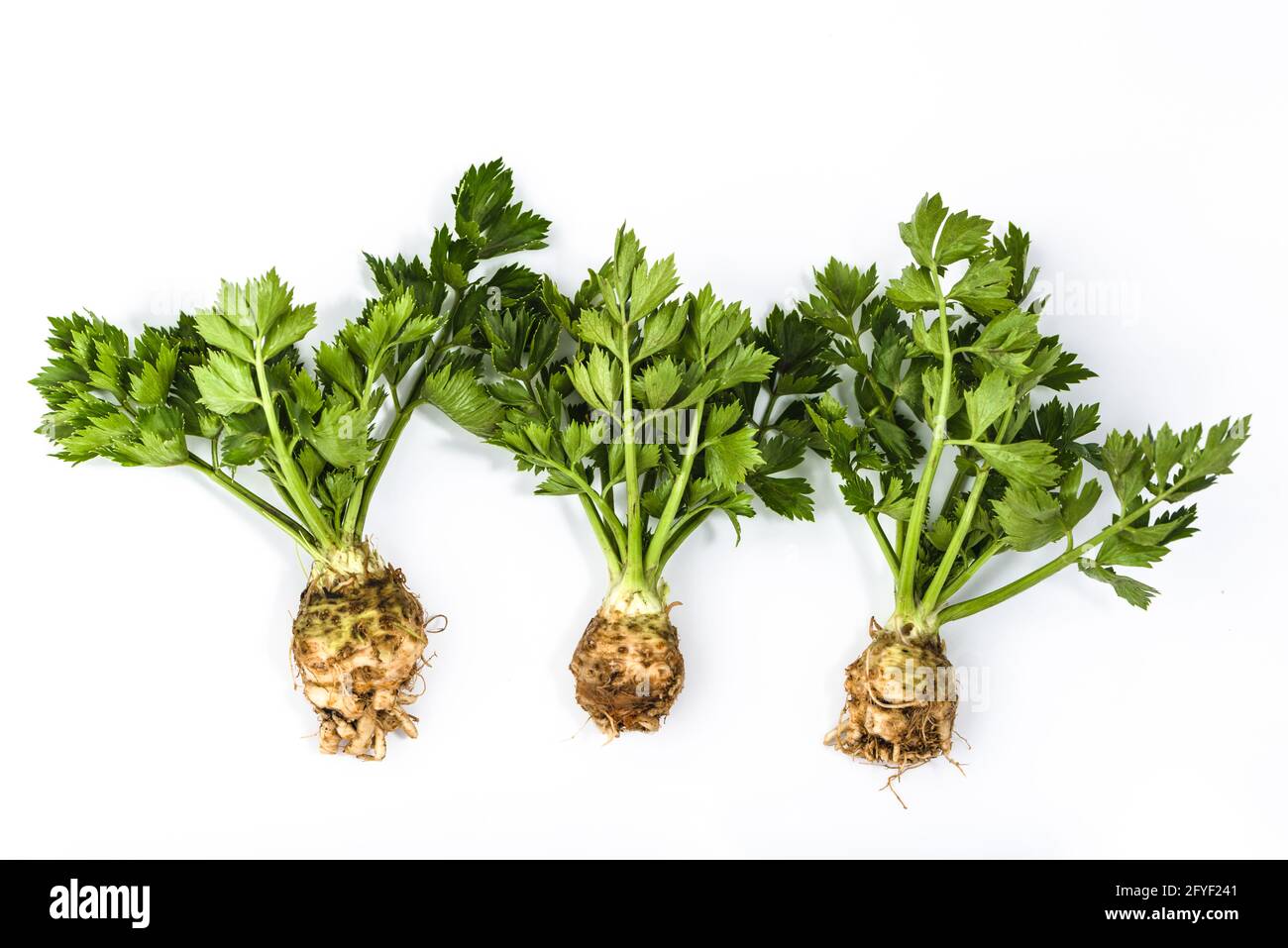 Root of celery with leaves isolated on a white background Stock Photo ...
