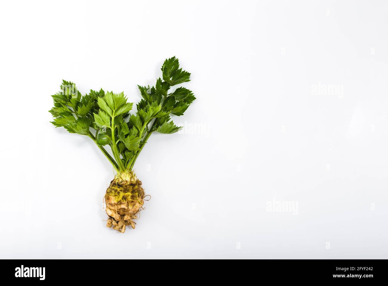 Root of celery with leaves isolated on a white background Stock Photo ...