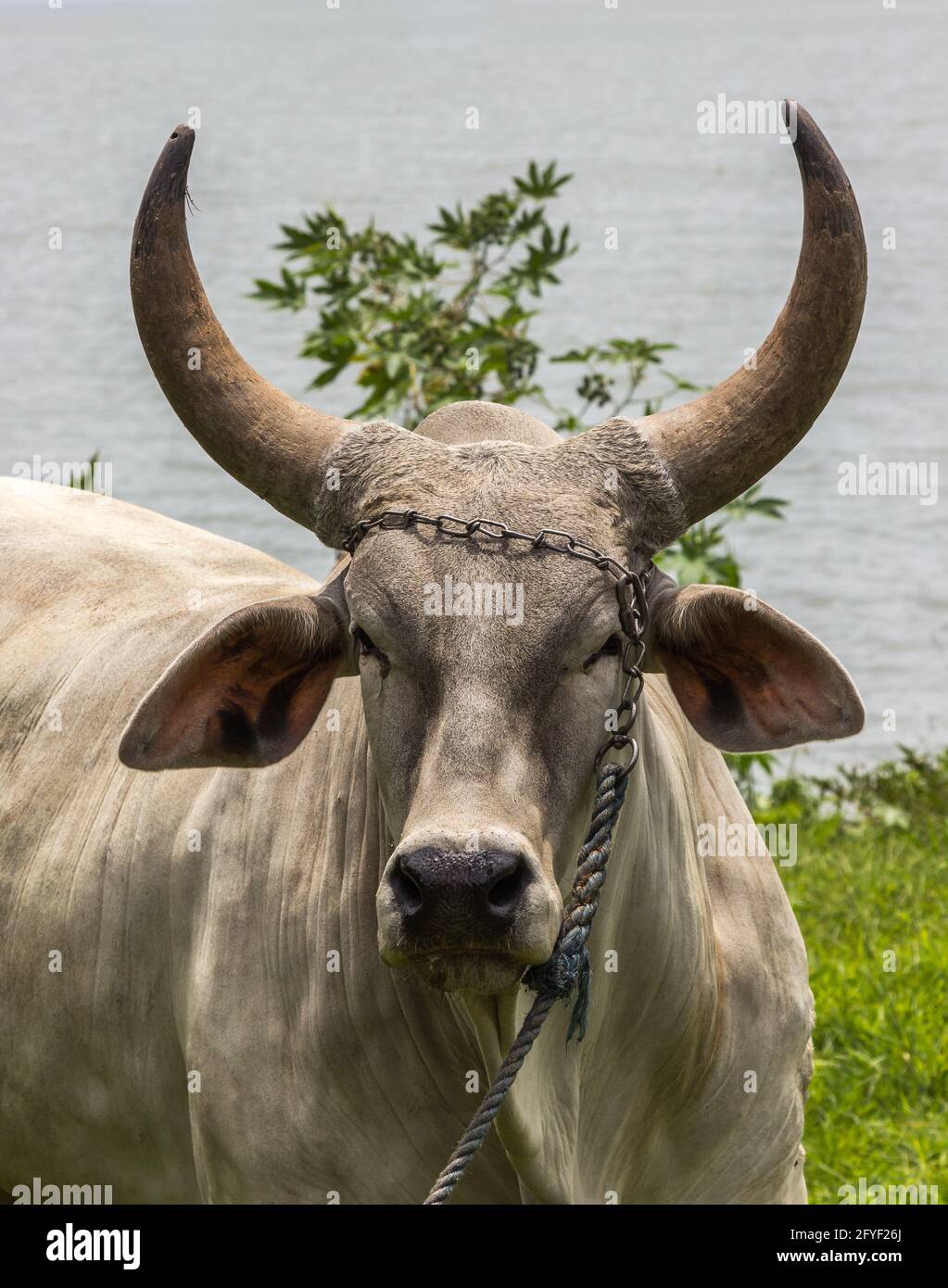 Vertical portrait of a beautiful white bull Stock Photo - Alamy