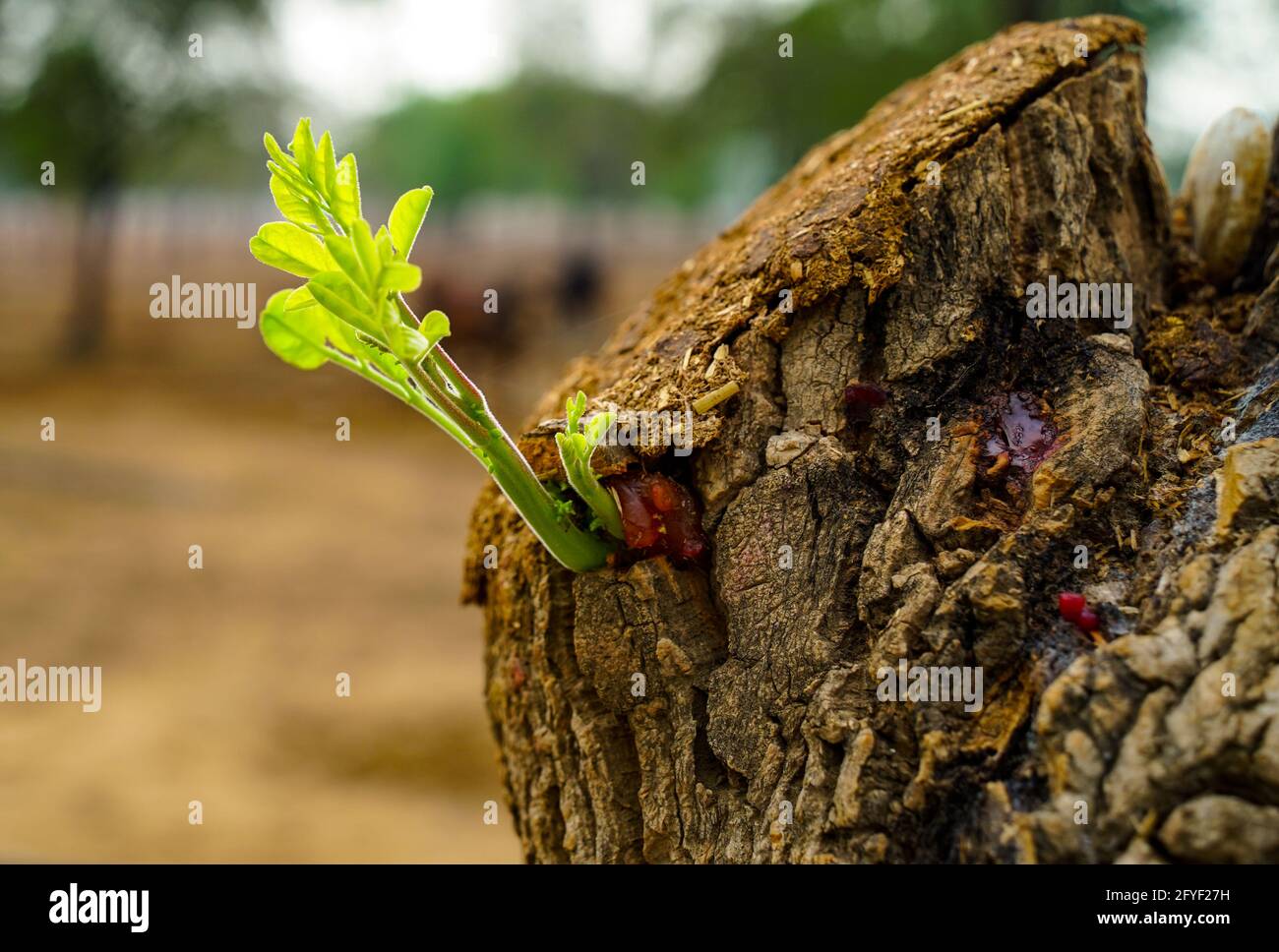 New growing leaves on a tree bark. Sprout growing from tree branch in ...