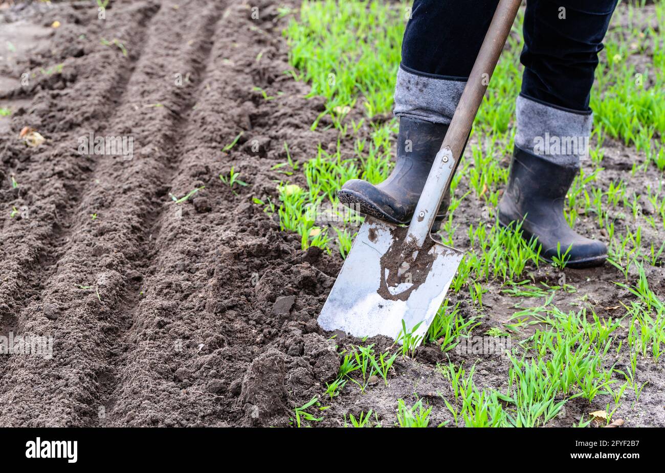 Farmer digging in the garden. Spring gardening. Preparing soil for ...