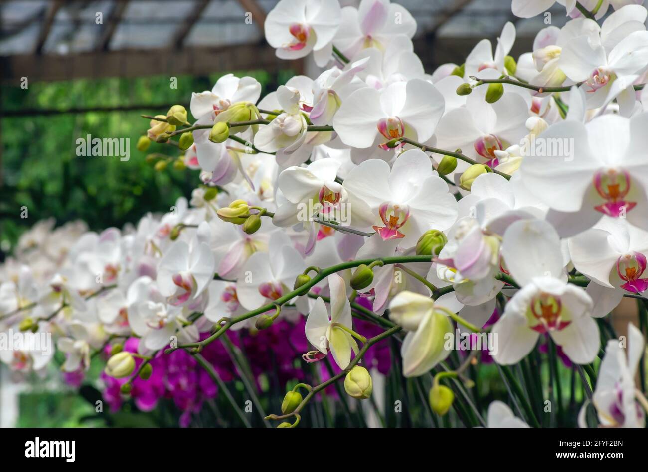 Commonly known as the orchid family hi-res stock photography and images ...