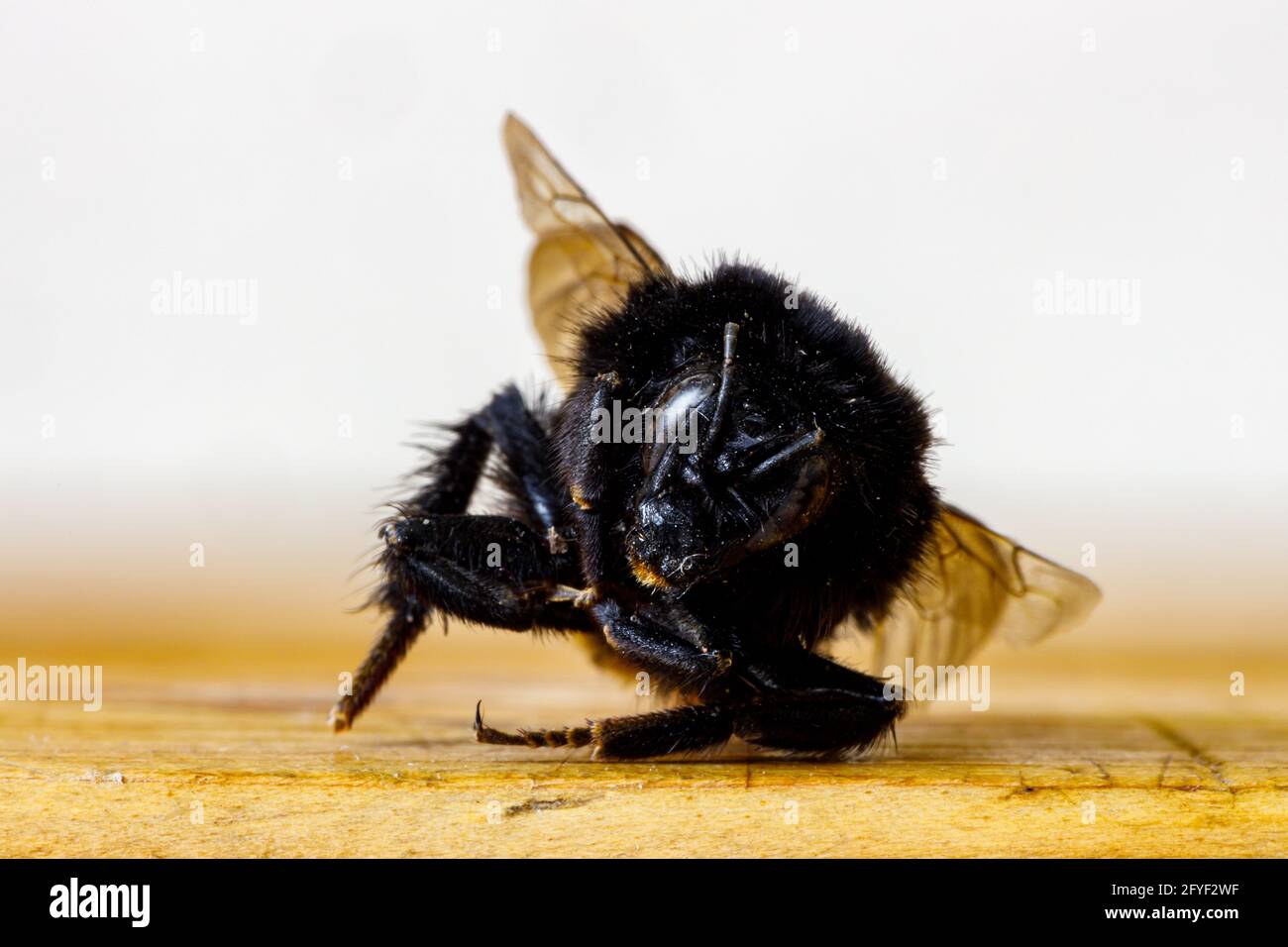 Death Of An Insect High Resolution Stock Photography and Images - Alamy