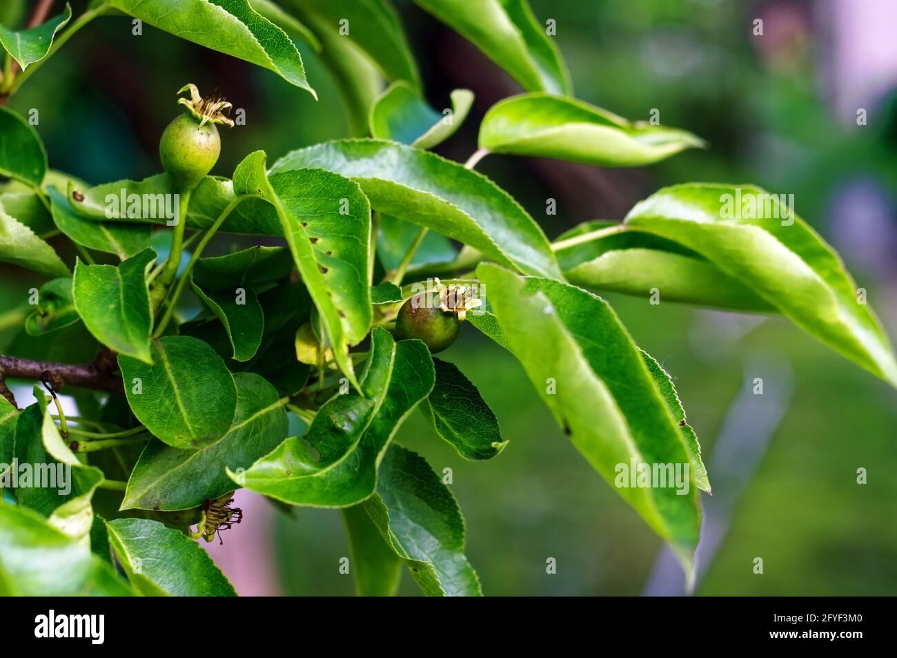 small apples on a branch in the garden, in the summer Stock Photo - Alamy