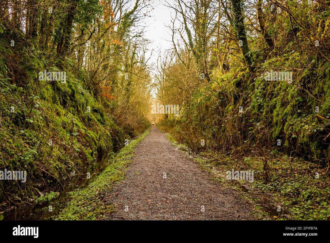 Never ending trail through a broadleaf woodland forest in fall colours ...