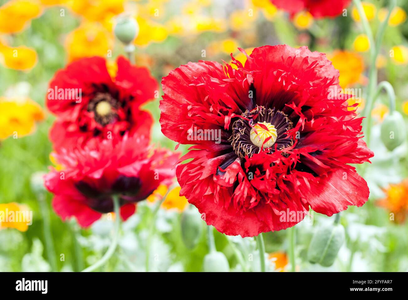 Scarlet Poppy High Resolution Stock Photography and Images - Alamy