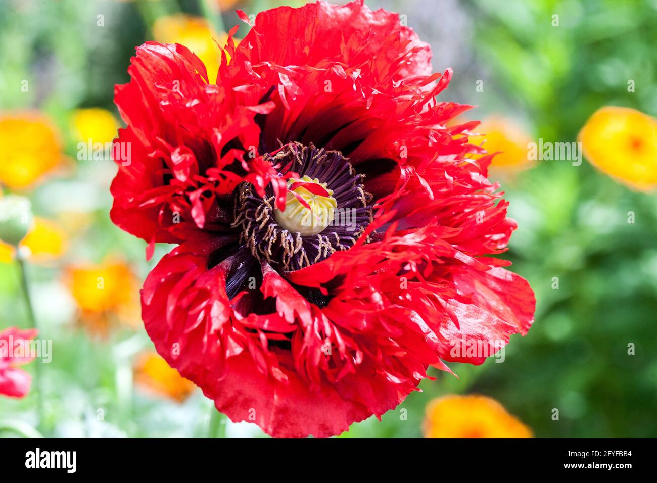 Red Papaver somniferum flower Opium poppy garden Papaver Seriously ...