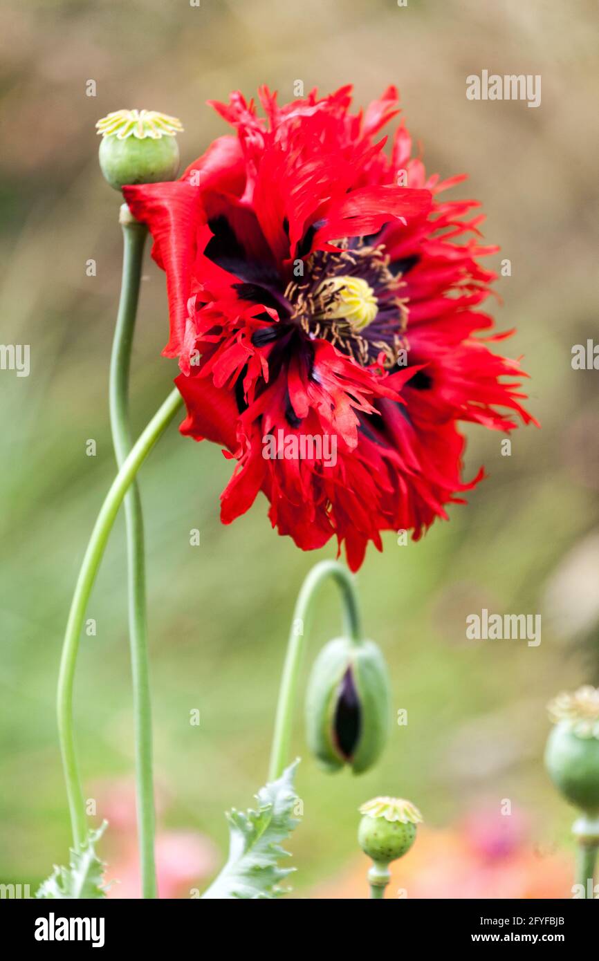 Poppy flower hi-res stock photography and images - Alamy