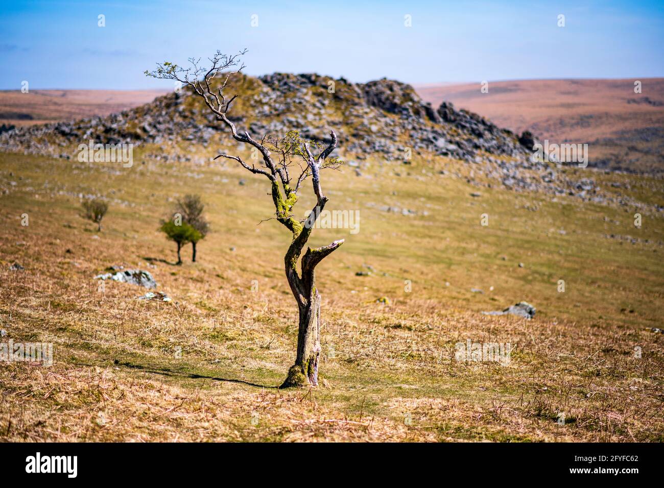 The sharp rocky ridge of Leather Tor resembles a huge dorsal fin rising ...