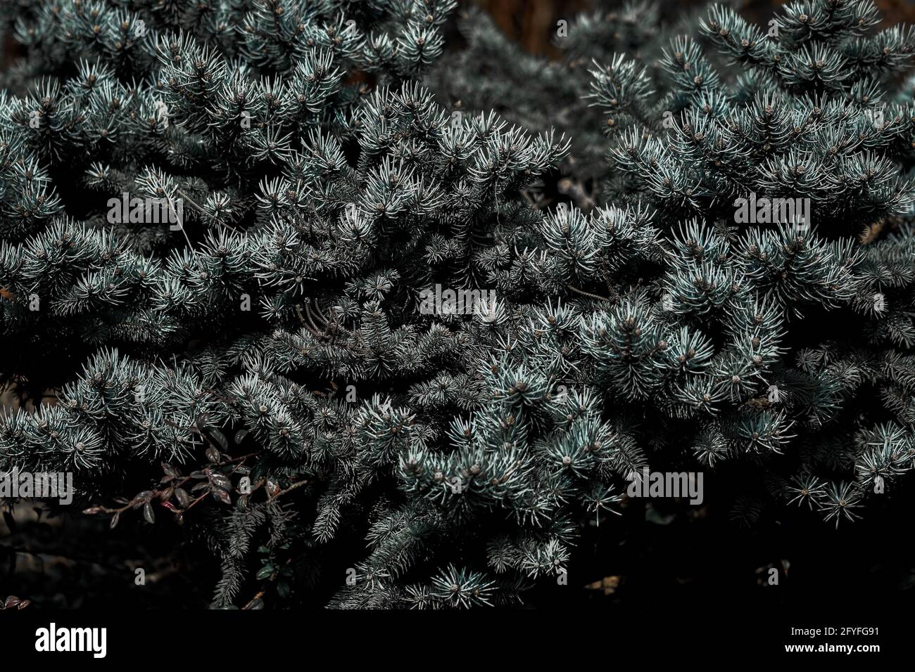 Closeup shot of white fir branches Stock Photo - Alamy