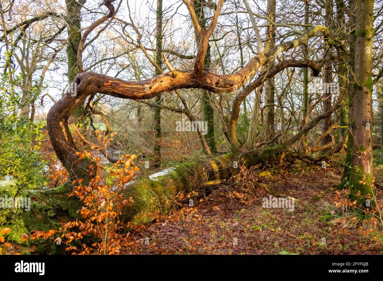 Soil broadleaf hi-res stock photography and images - Alamy