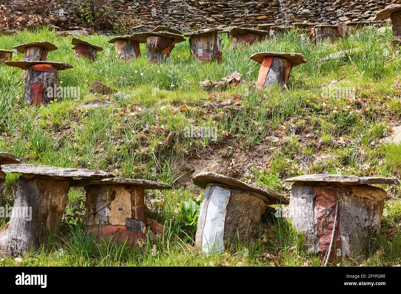 Tree trunks beehives and traditional natural apiary in La Hiruela Stock ...