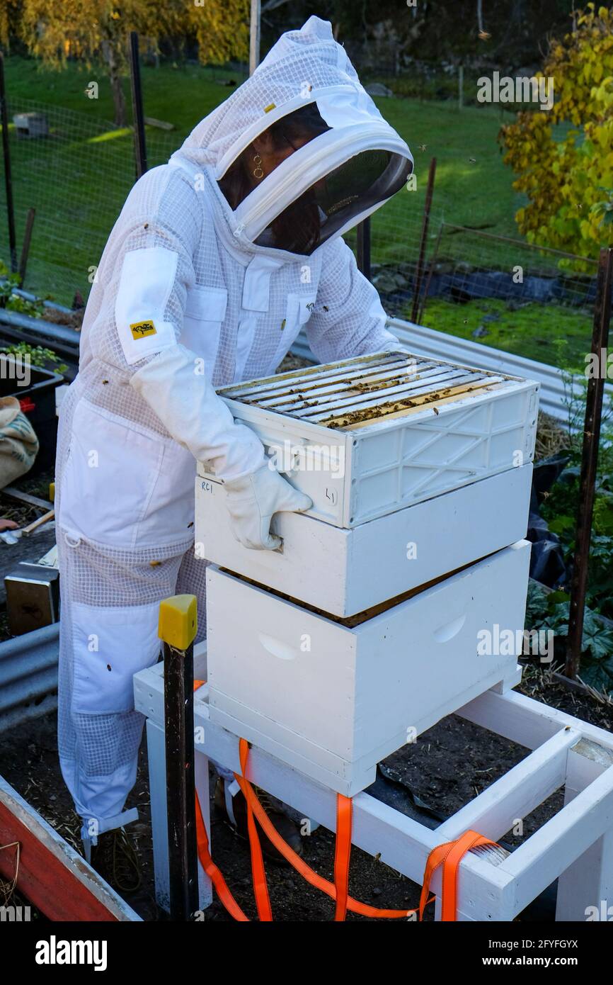 Suited beekeeper with hive Stock Photo - Alamy