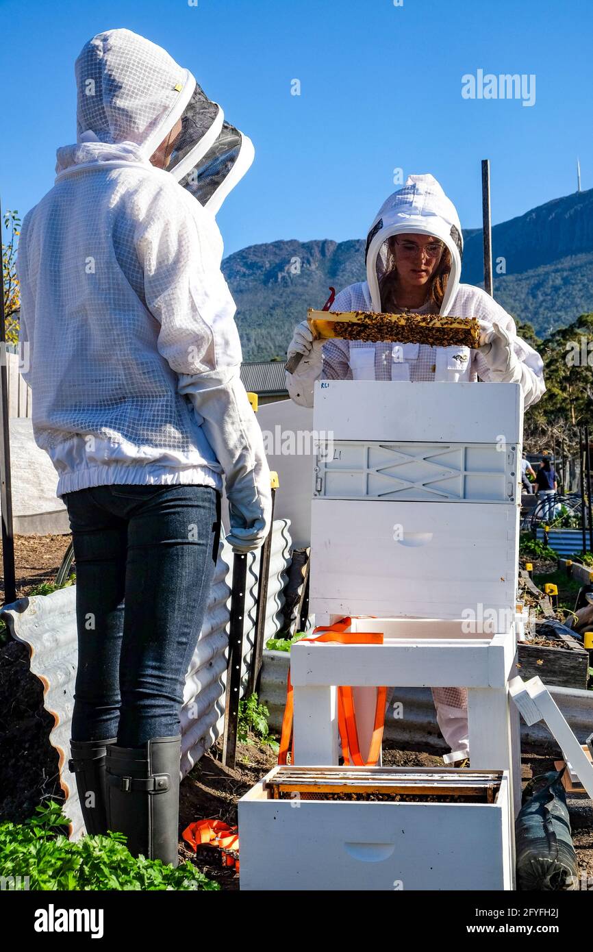 Beekeeper australia hi-res stock photography and images - Alamy