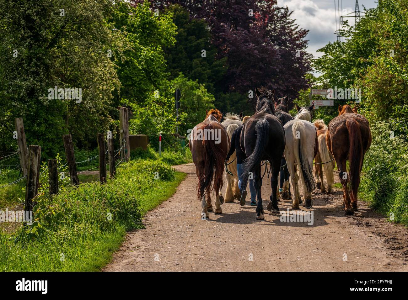 White horses from behind hi-res stock photography and images - Alamy