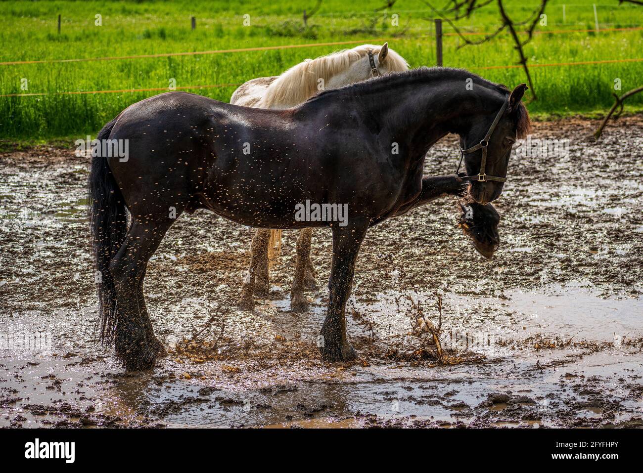 two horses play in the puddle Stock Photo - Alamy
