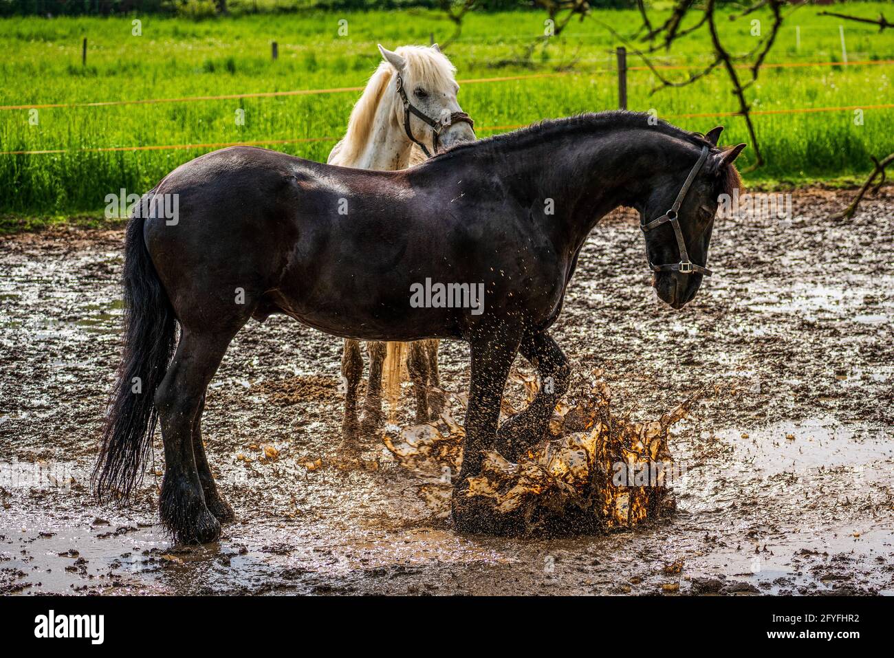 two horses play in the puddle Stock Photo - Alamy