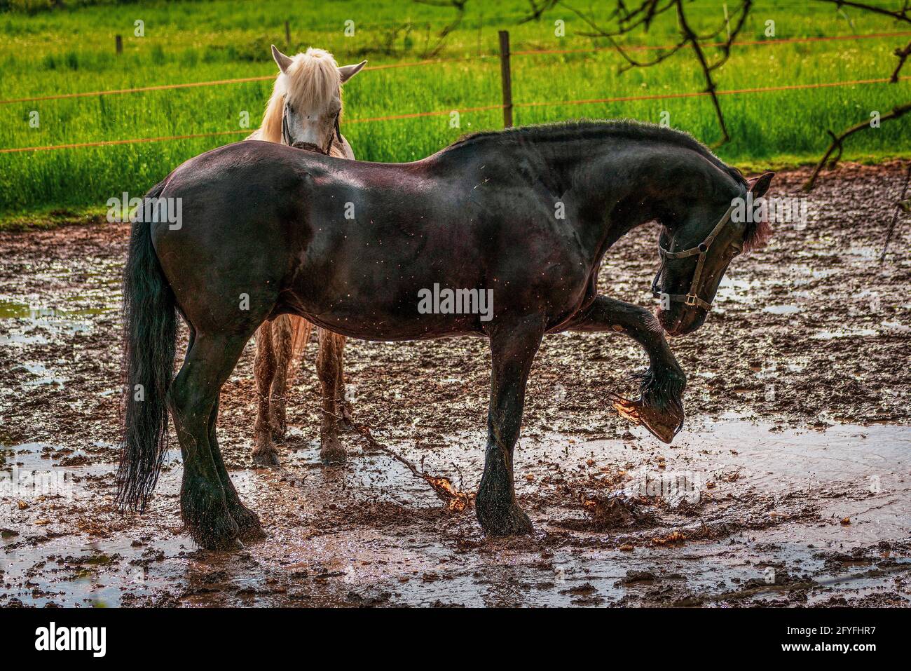 two horses play in the puddle Stock Photo - Alamy