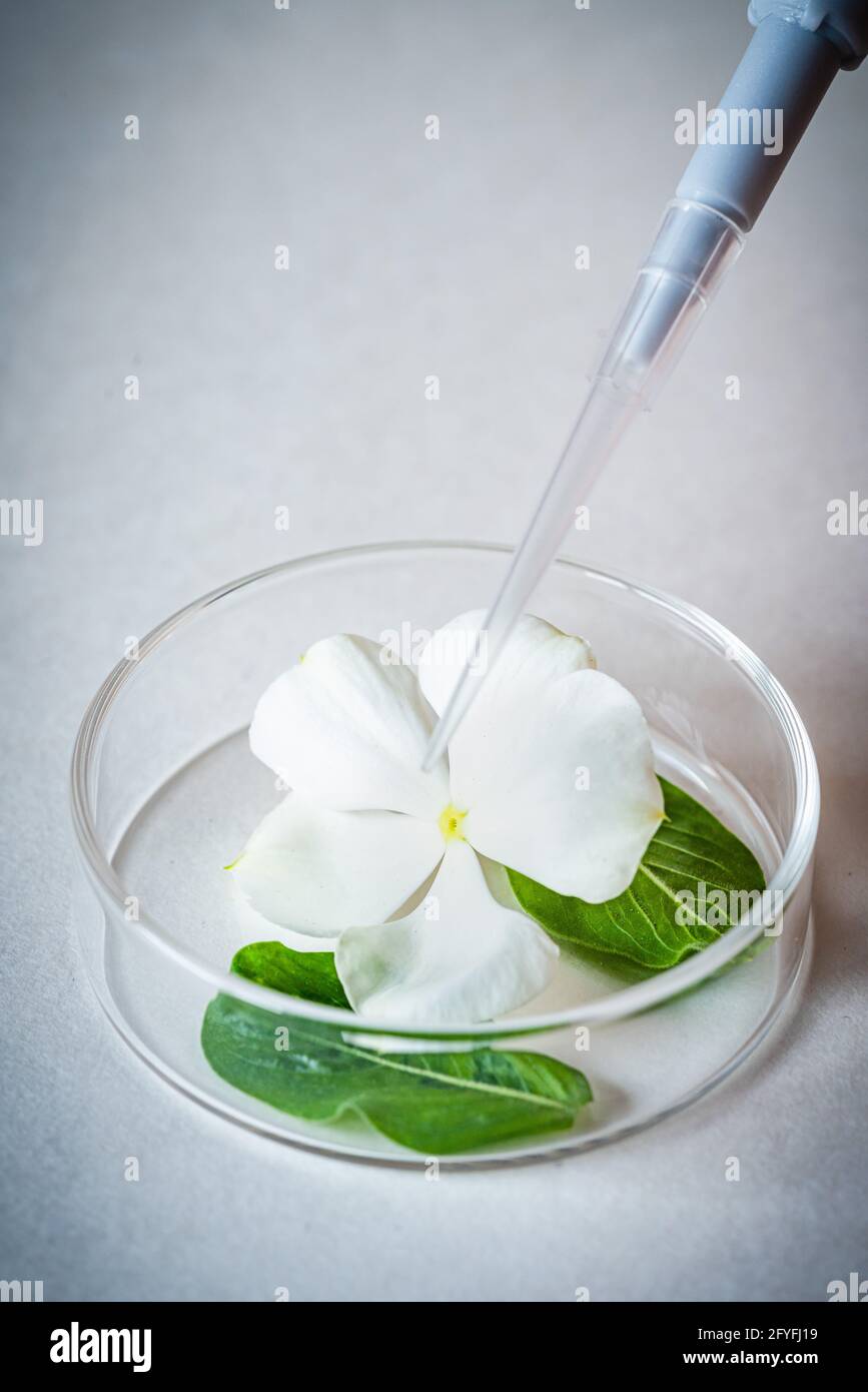 Madagascar periwinkle (catharanthus roseus) in a petri dish, a plant ...