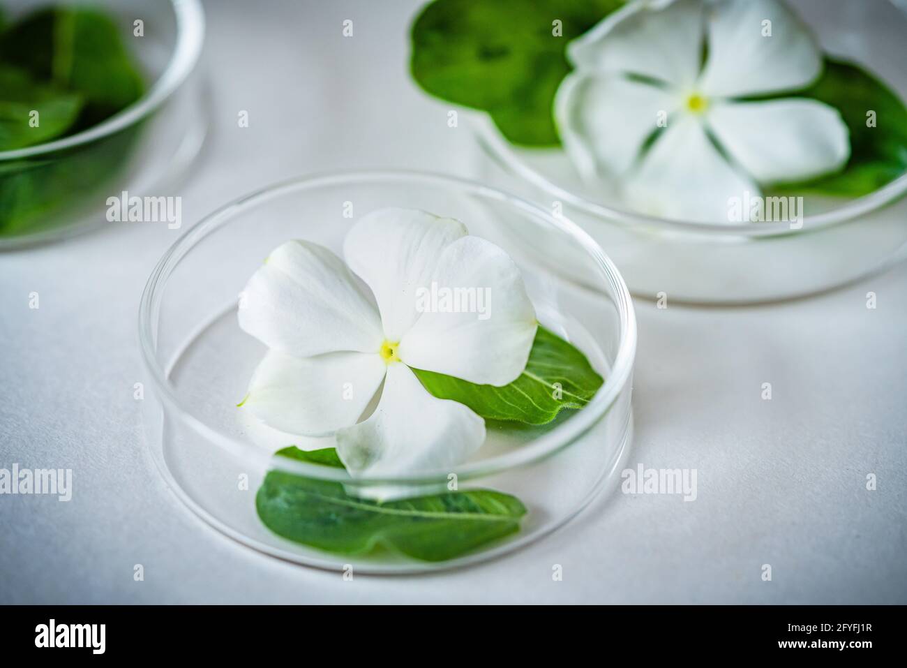 Madagascar periwinkle (catharanthus roseus) in a petri dish, a plant ...
