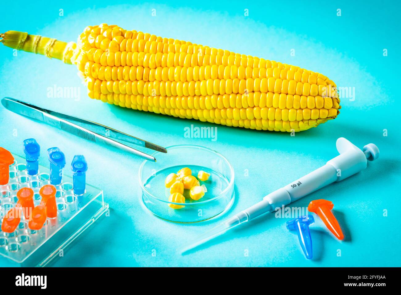 Genetically engineered maize Stock Photo - Alamy