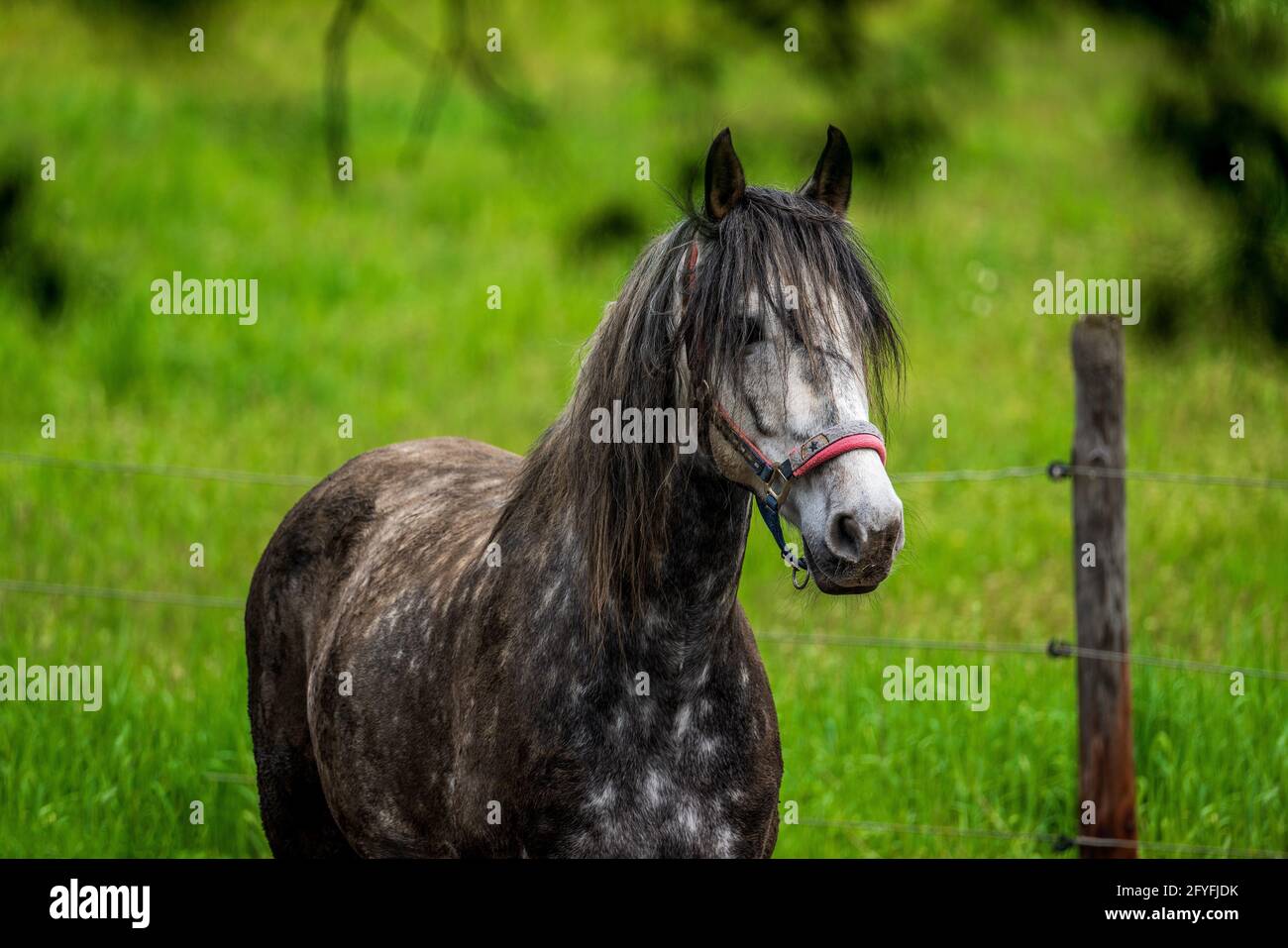 Pony portrait in nature hi-res stock photography and images - Alamy