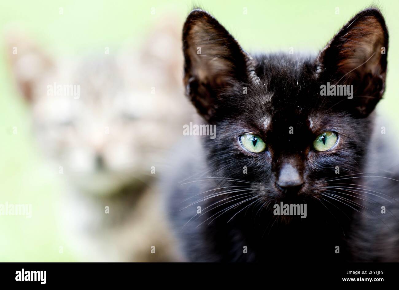 Black cat at the park with a friend; Shutterstock ID 92988871 Stock ...