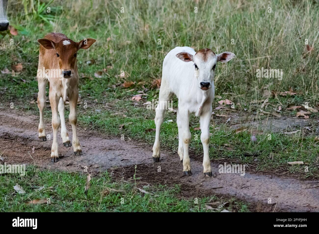 cute & small cow-calf standing on the village road in the evening looks ...