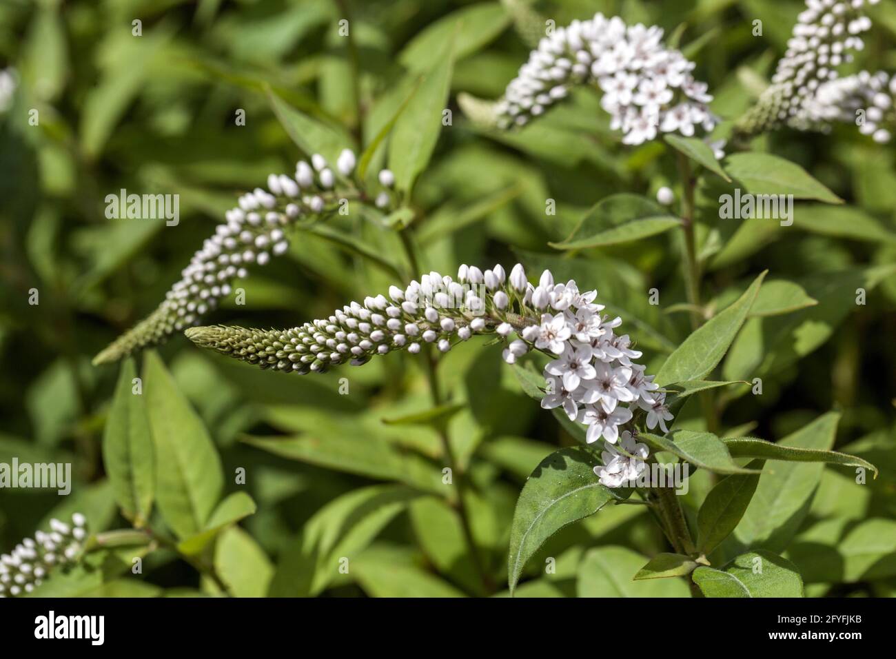 Lysimachia clethroides White flowers Gooseneck Loosestrife Lysimachia ...