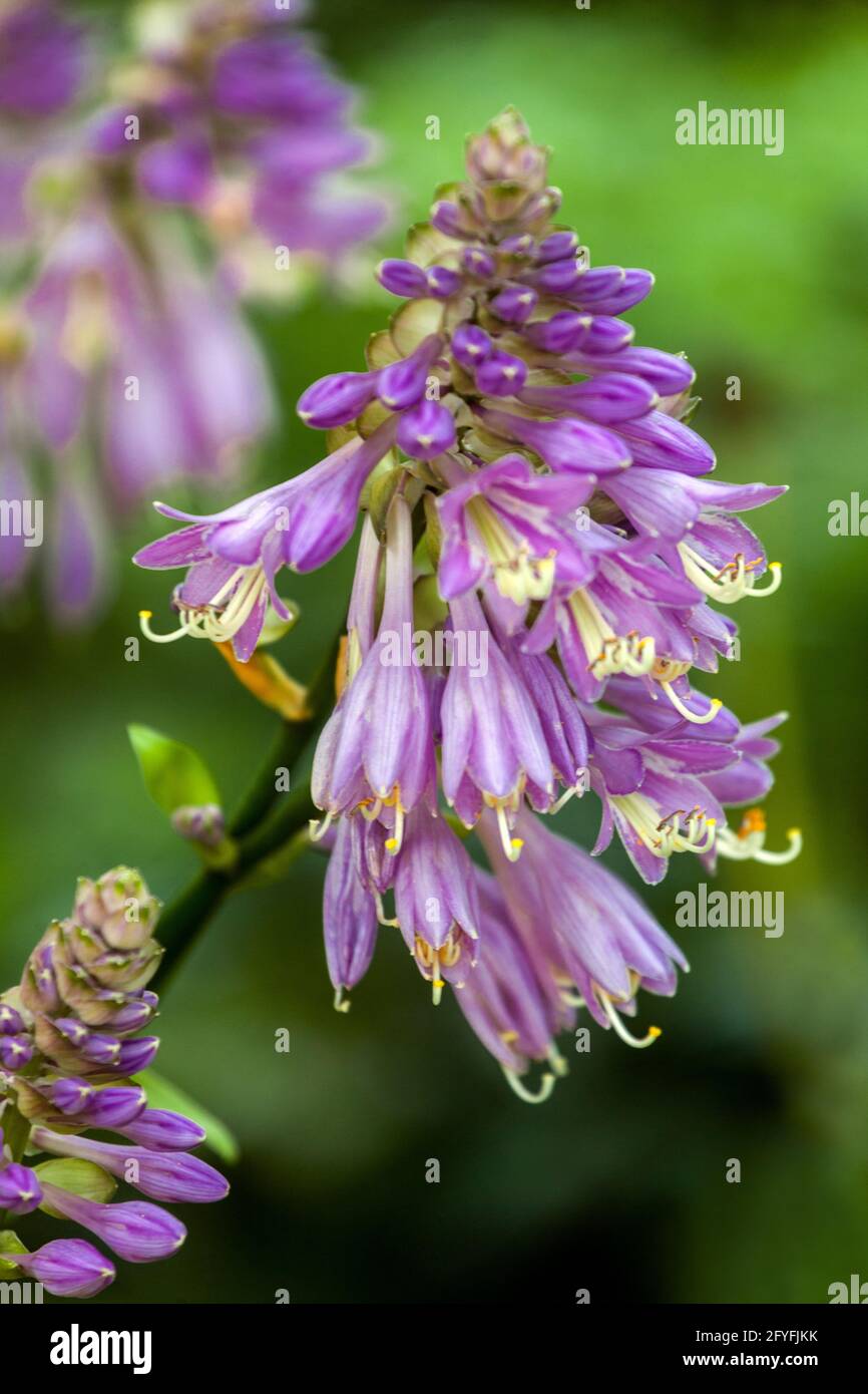 Flowering Hostas High Resolution Stock Photography and Images - Alamy