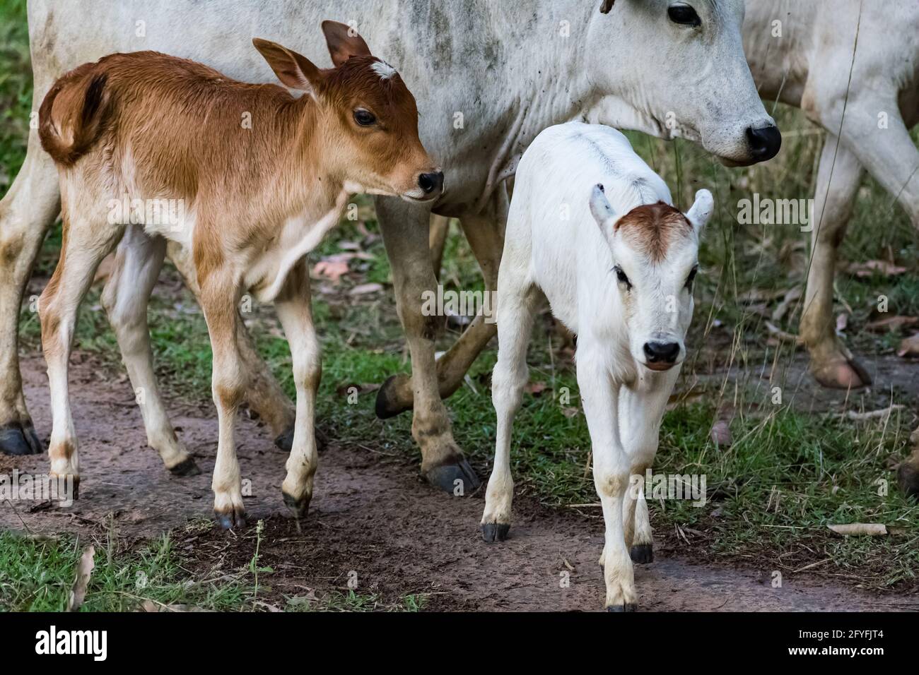 cute & small cow-calf standing on the village road in the evening looks ...