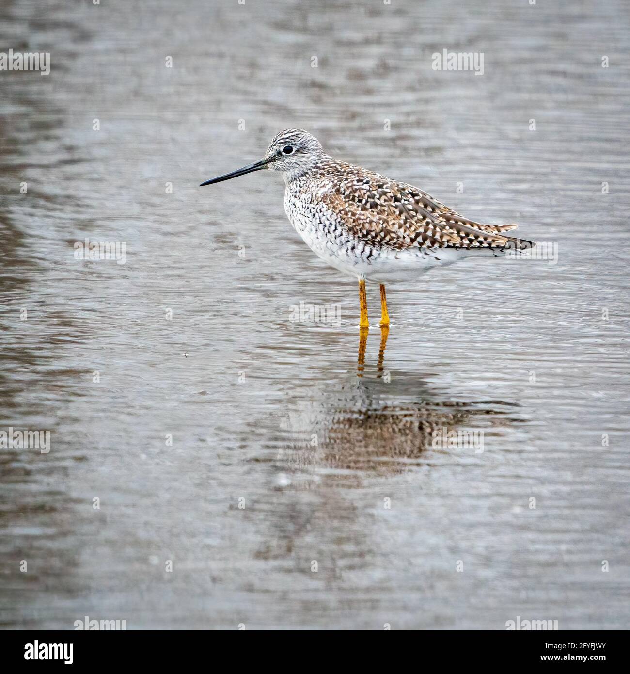 Greater yellow legs wandering along the banks of Strawberry creek ...