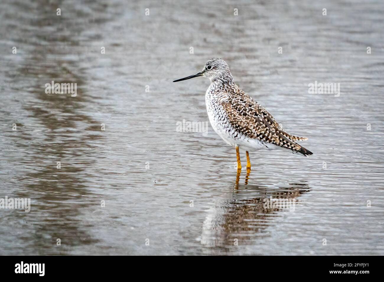 Birds with yellow legs hi-res stock photography and images - Alamy