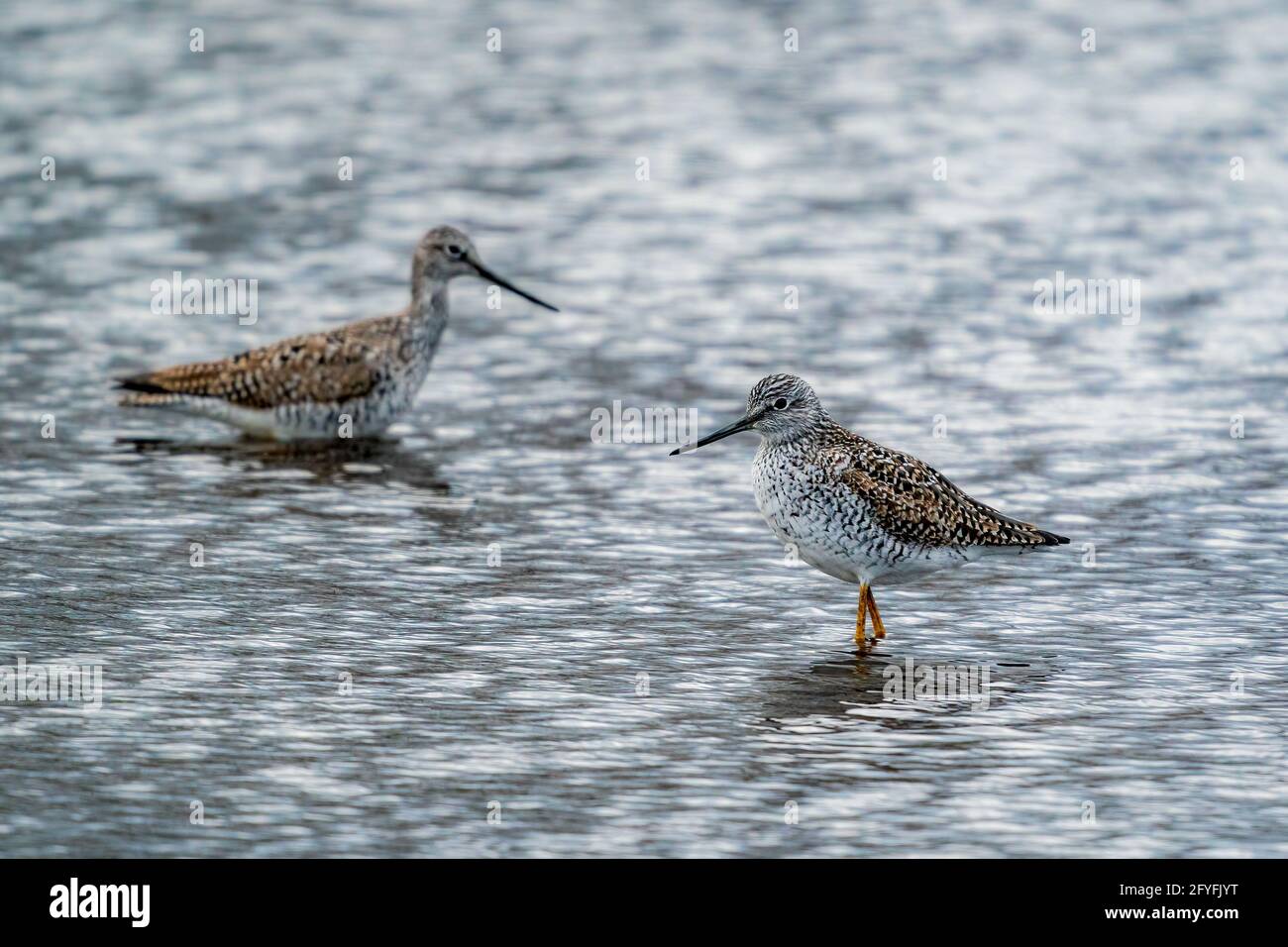 Greater yellow legs wandering along the banks of Strawberry creek ...