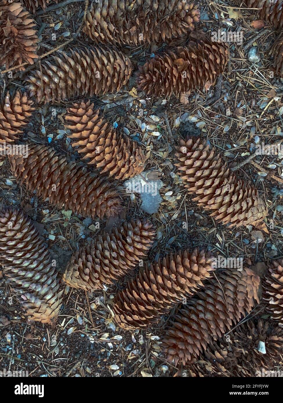 Vertical top view of dried pine cones on the ground Stock Photo - Alamy