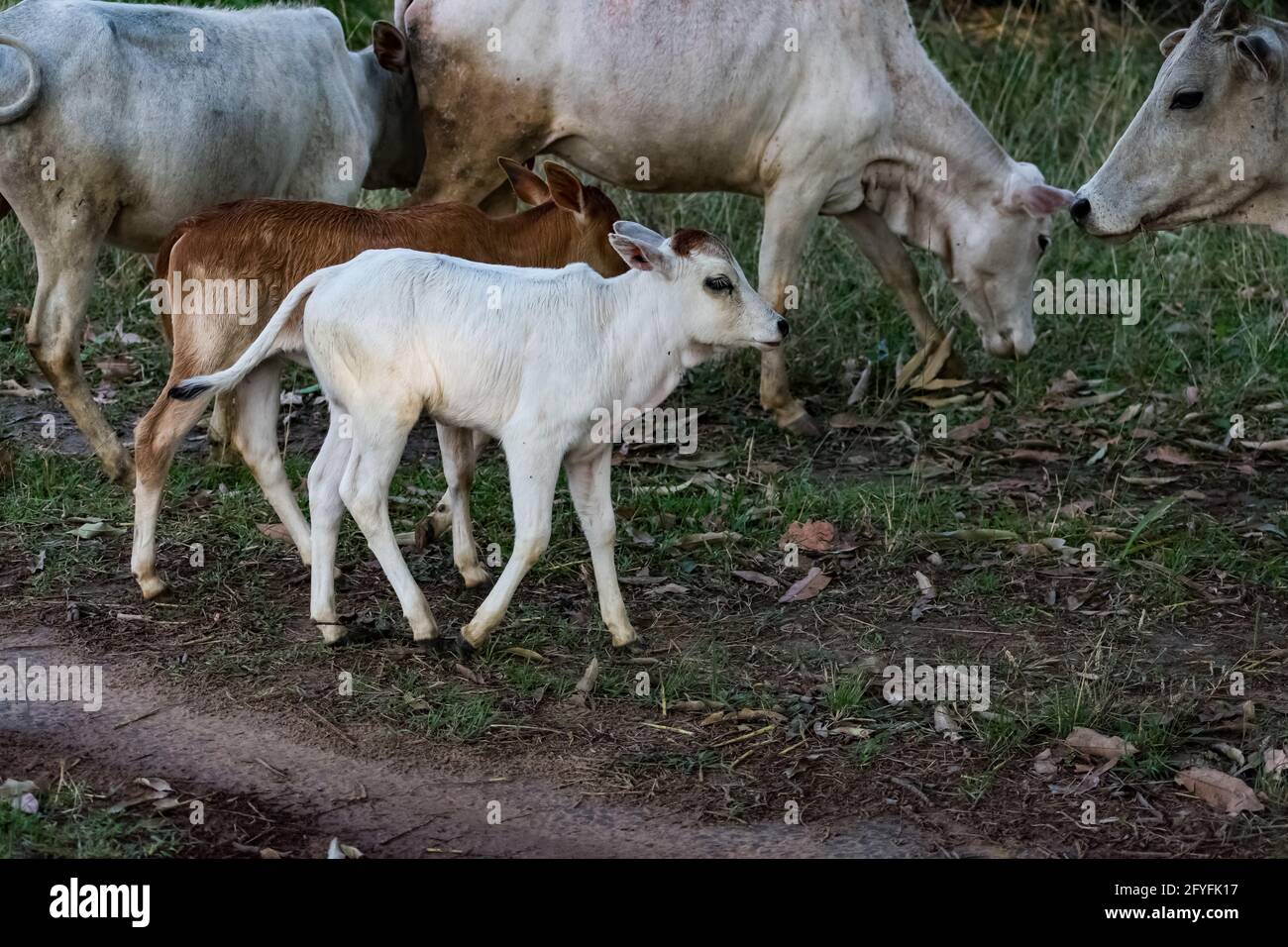 cute & small cow-calf standing on the village road in the evening looks ...