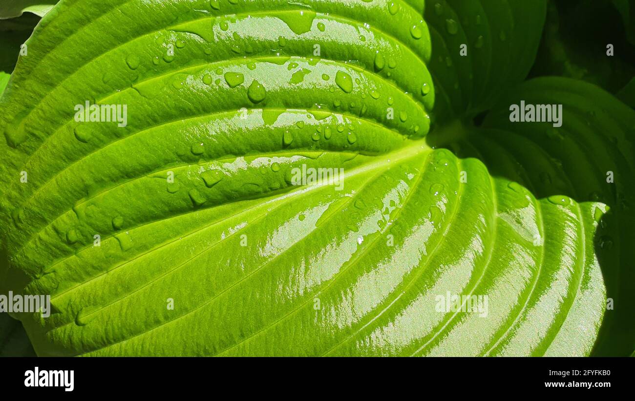 Rustic green plants. Leaves cover a large surface area. Wallpaper for ...