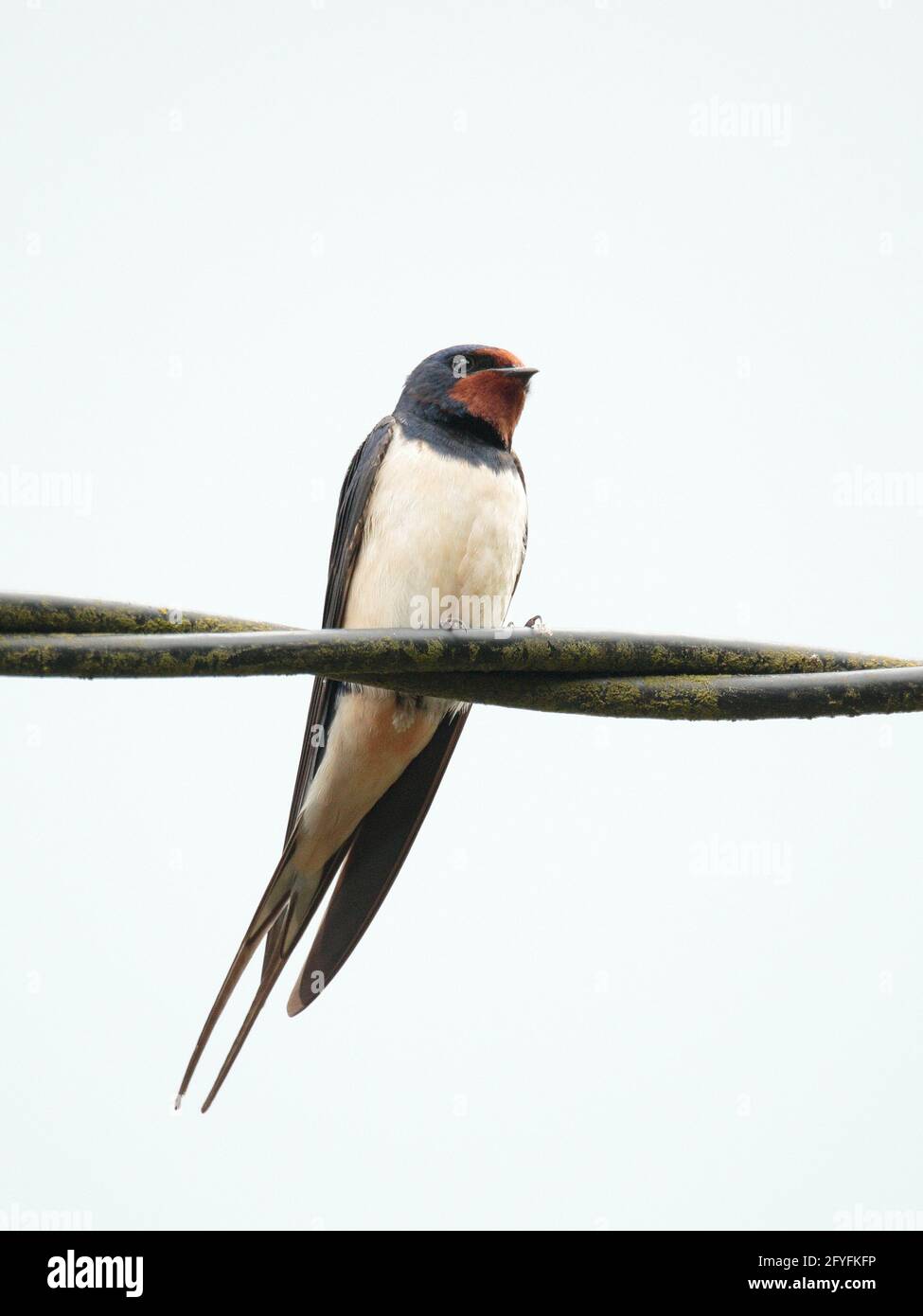 Swallows flying ireland hi-res stock photography and images - Alamy